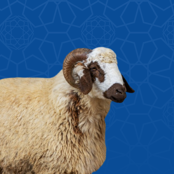 Widam - Arabic Sheep